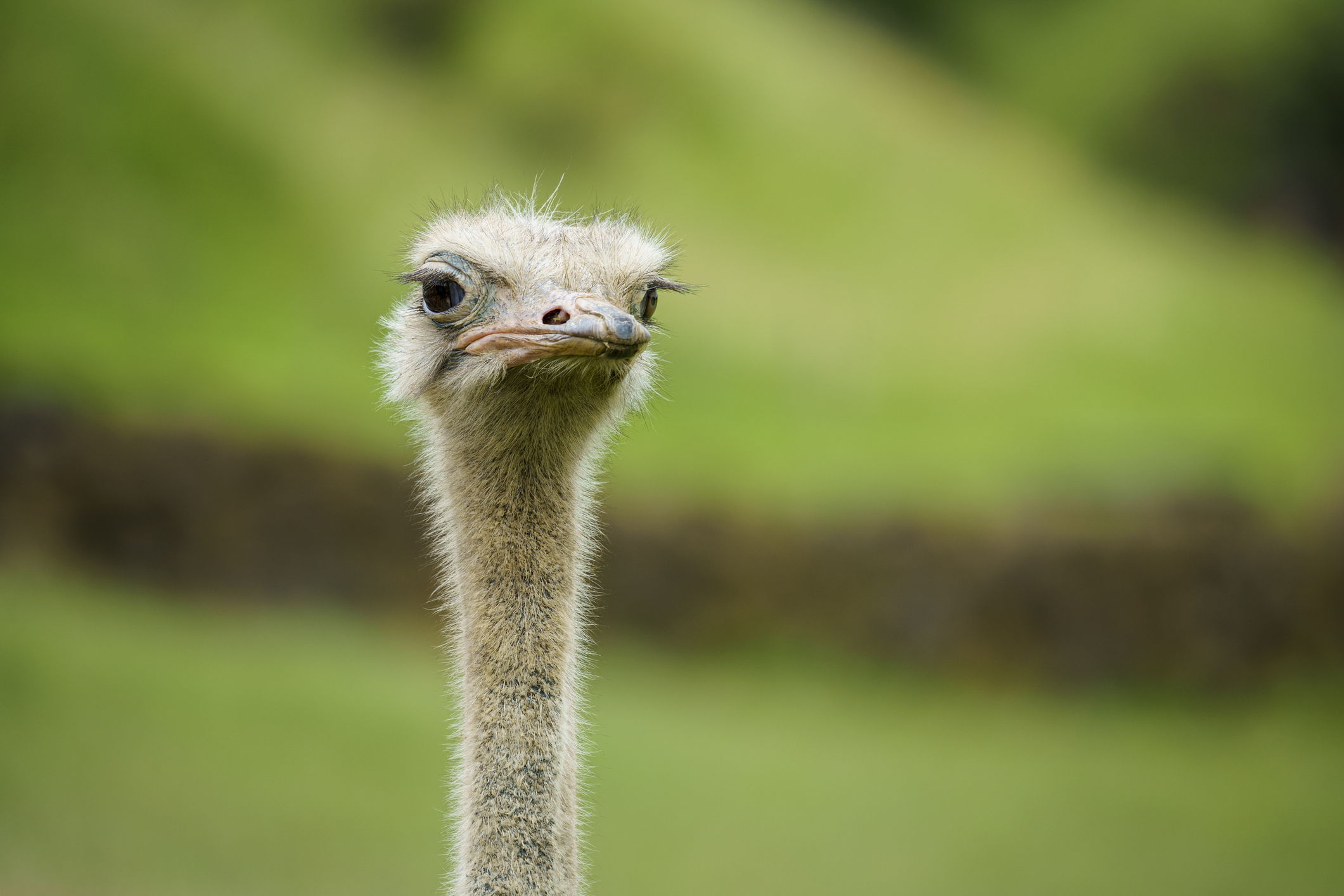 Stick Your Neck Out for Ostrich Meat? - Wellness Letter